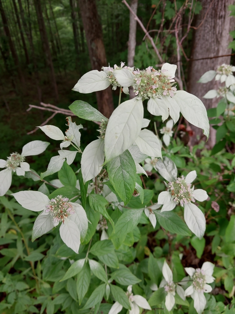 mountain mints from Westbend, KY 40312, USA on July 28, 2024 at 01:33 ...