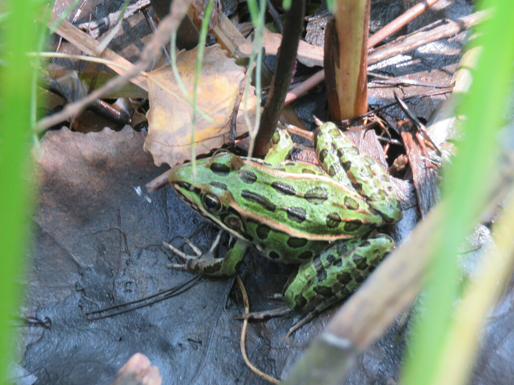 Northern Leopard Frog from Ahuntsic-Cartierville, Montréal, QC, Canada ...