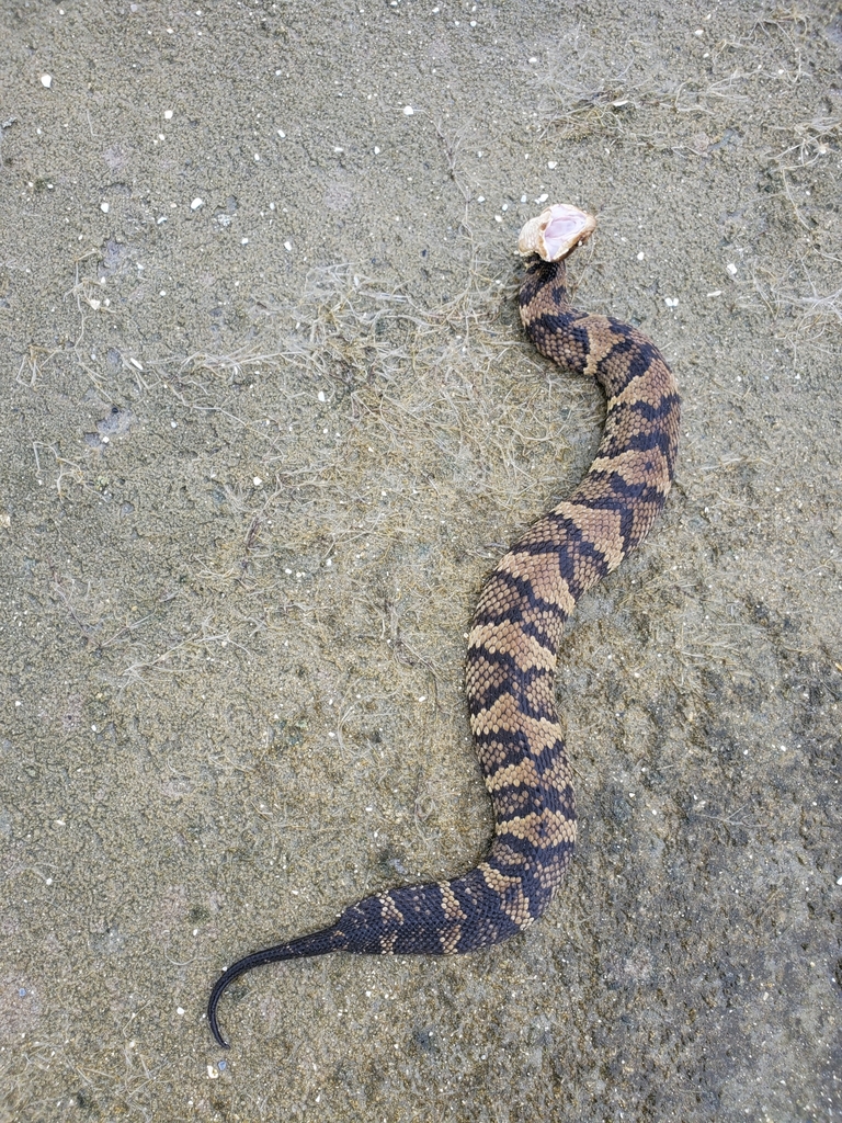 Northern Cottonmouth from Buxton, NC 27920, USA on July 27, 2024 at 10: ...