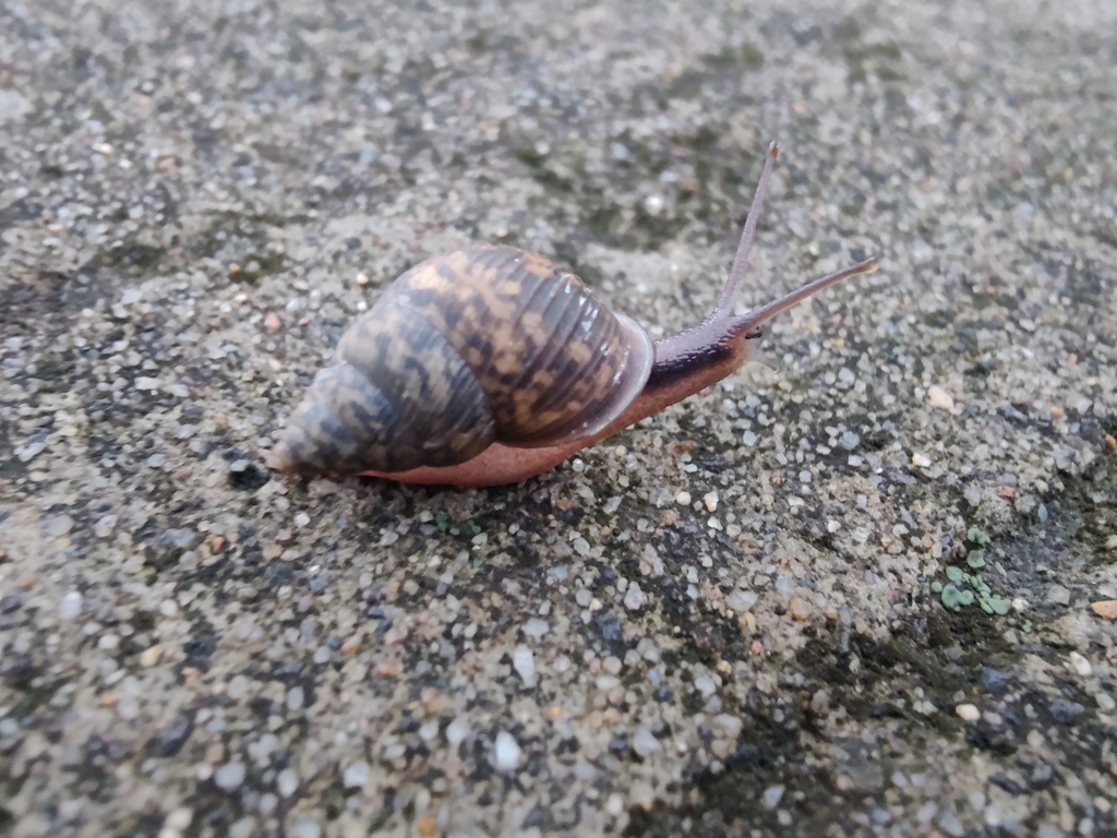 Common Land Snails and Slugs from 5FFH+HG7, Ruchi Lifescape, Jatkhedi ...