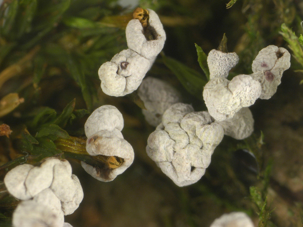 Diderma chondrioderma (protozoans of the USA) · iNaturalist