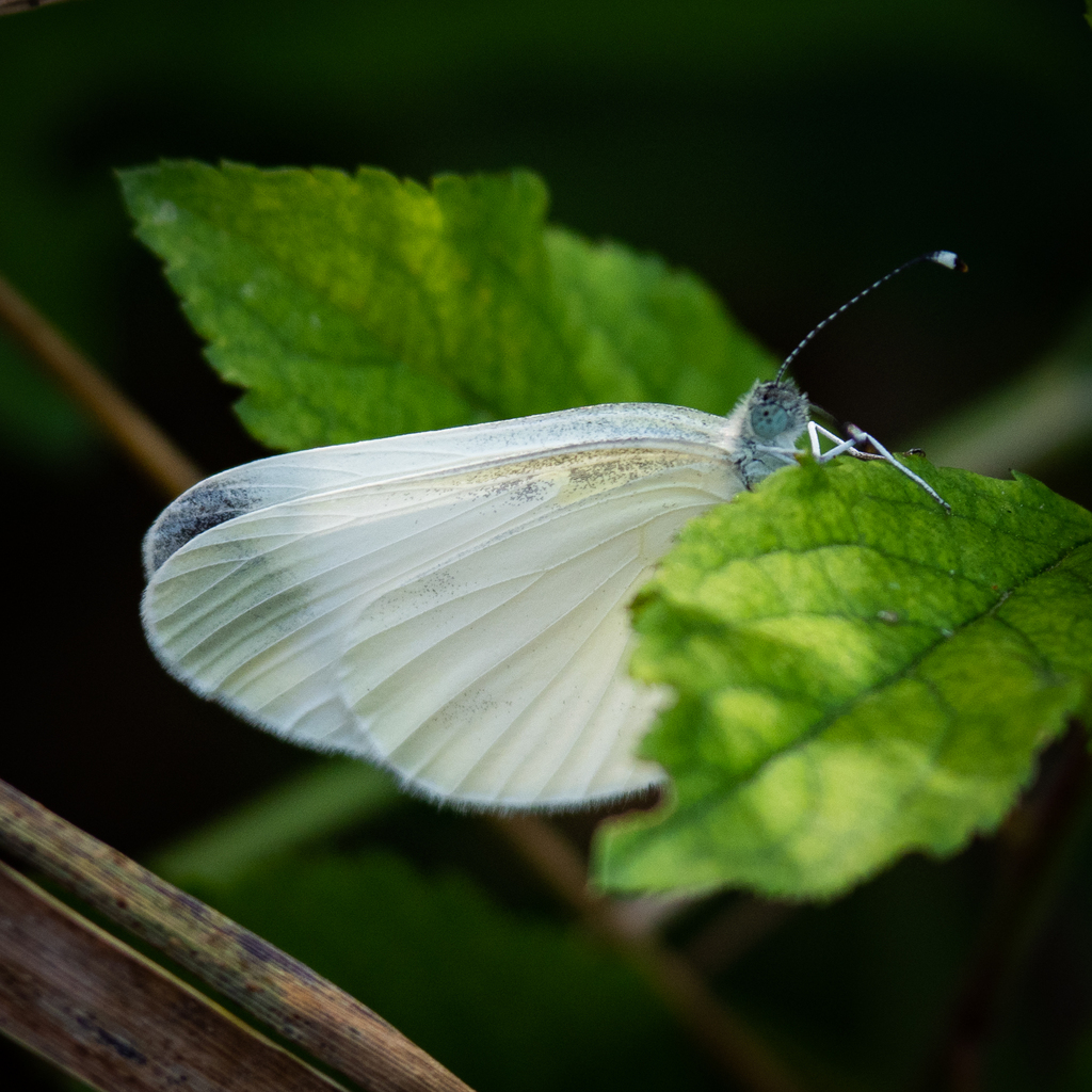 Leptidea sinapis from Ecseg, 3053 Hungary on July 28, 2024 at 03:53 PM ...