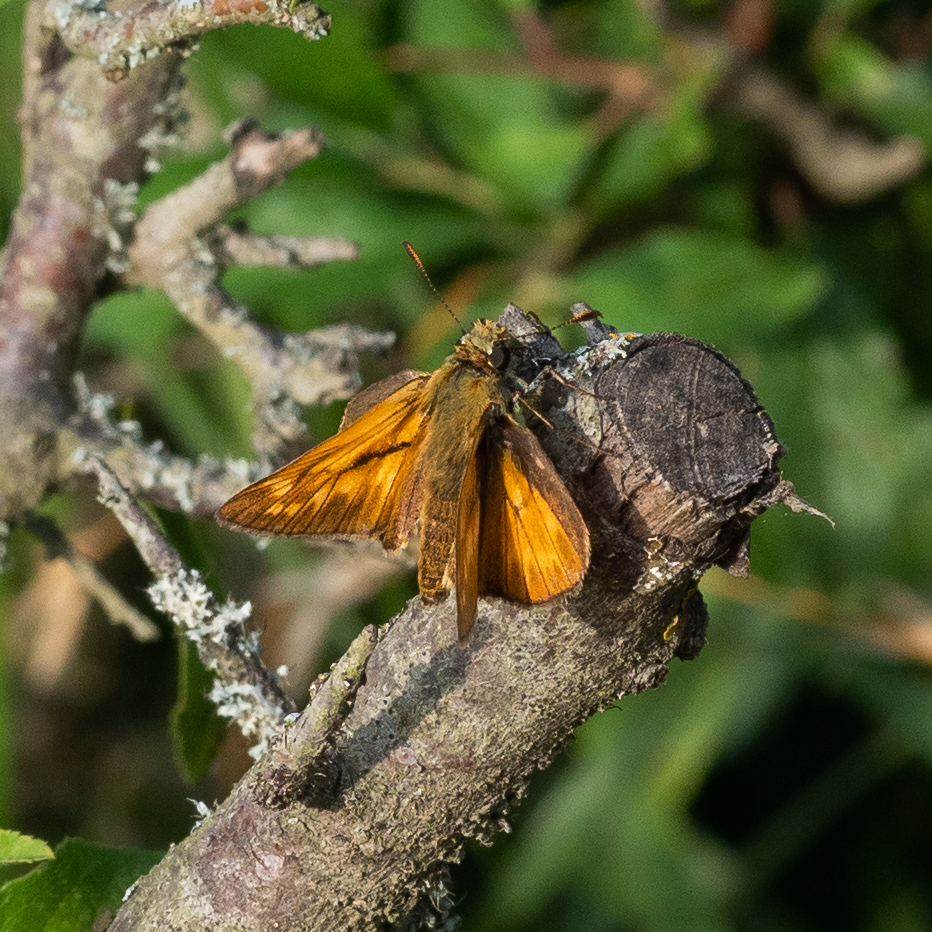 Large Skipper from Ecseg, 3053 Hungary on July 28, 2024 at 05:50 PM by ...