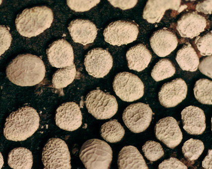 Diderma effusum (protozoans of the USA) · iNaturalist