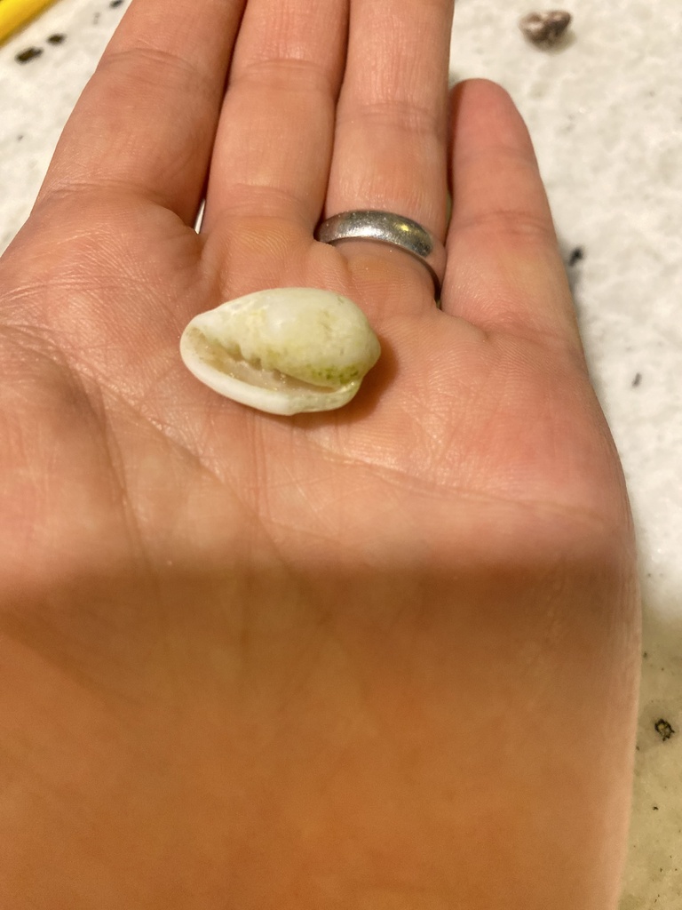 Prunum labiatum from Bahía Mujeres, MX on July 28, 2024 at 02:17 PM by ...