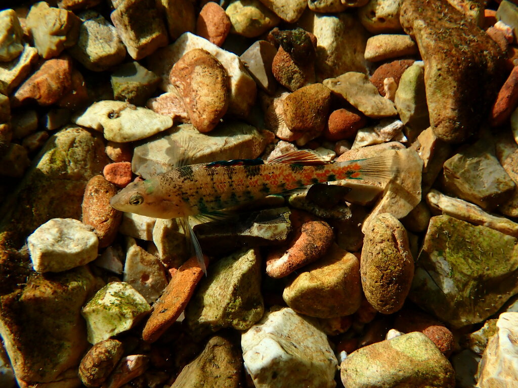 Plateau Darter in July 2024 by Caleb Wardlaw · iNaturalist