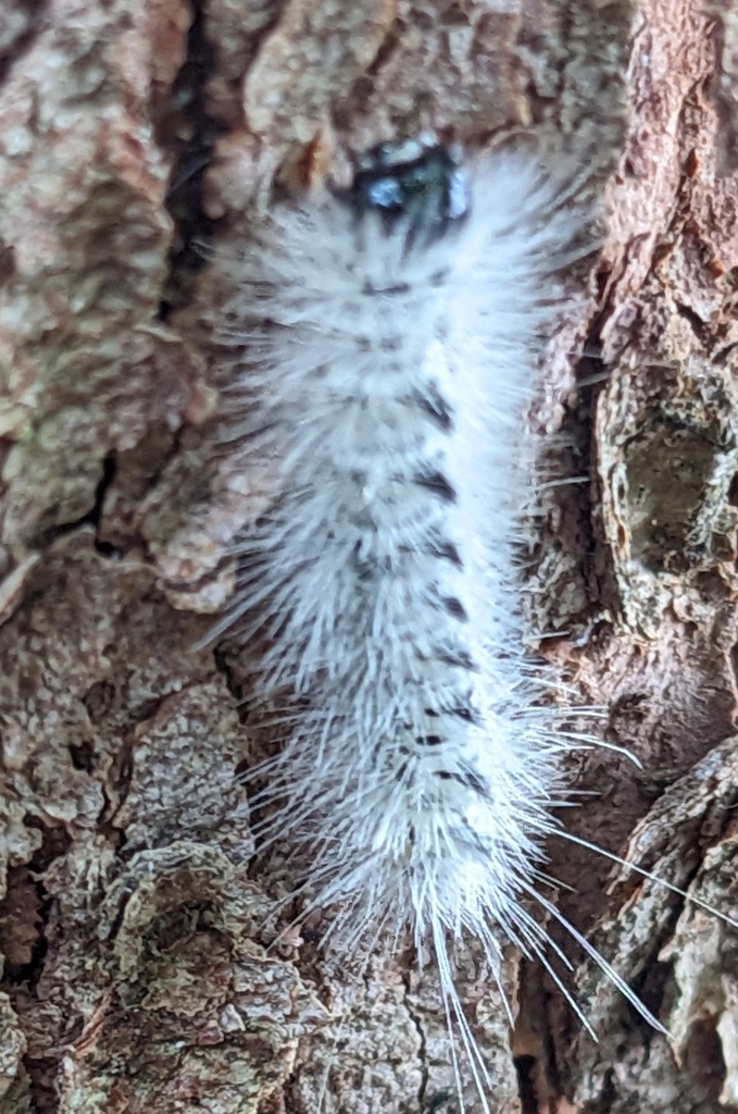Hickory Tussock Moth from Wadsworth, OH 44281, USA on July 25, 2024 at ...