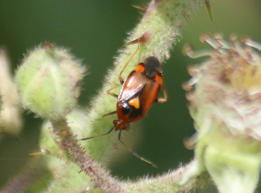 red-spotted plant bug from Croft Ambrey, Herefordshire, UK on July 28 ...