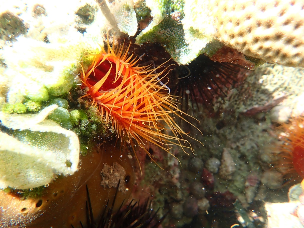 Rough File Clam from Caribbean Sea, Bocas Del Toro, PA on July 20, 2024 ...