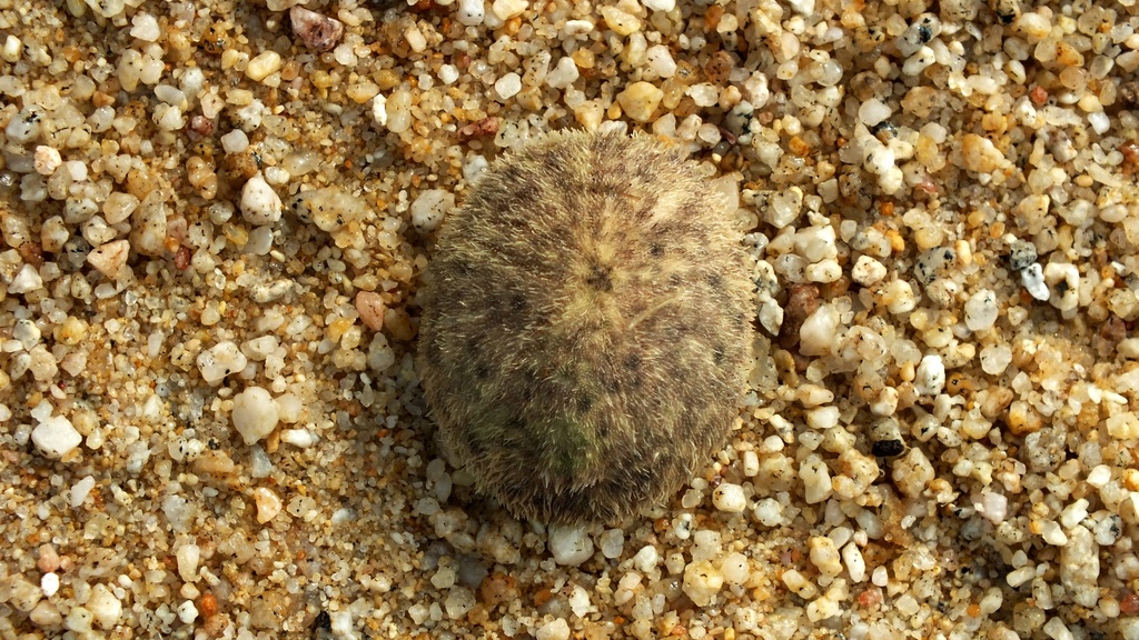 Rhyncholampas pacificus from Santa María Huatulco, Oax., México on July ...