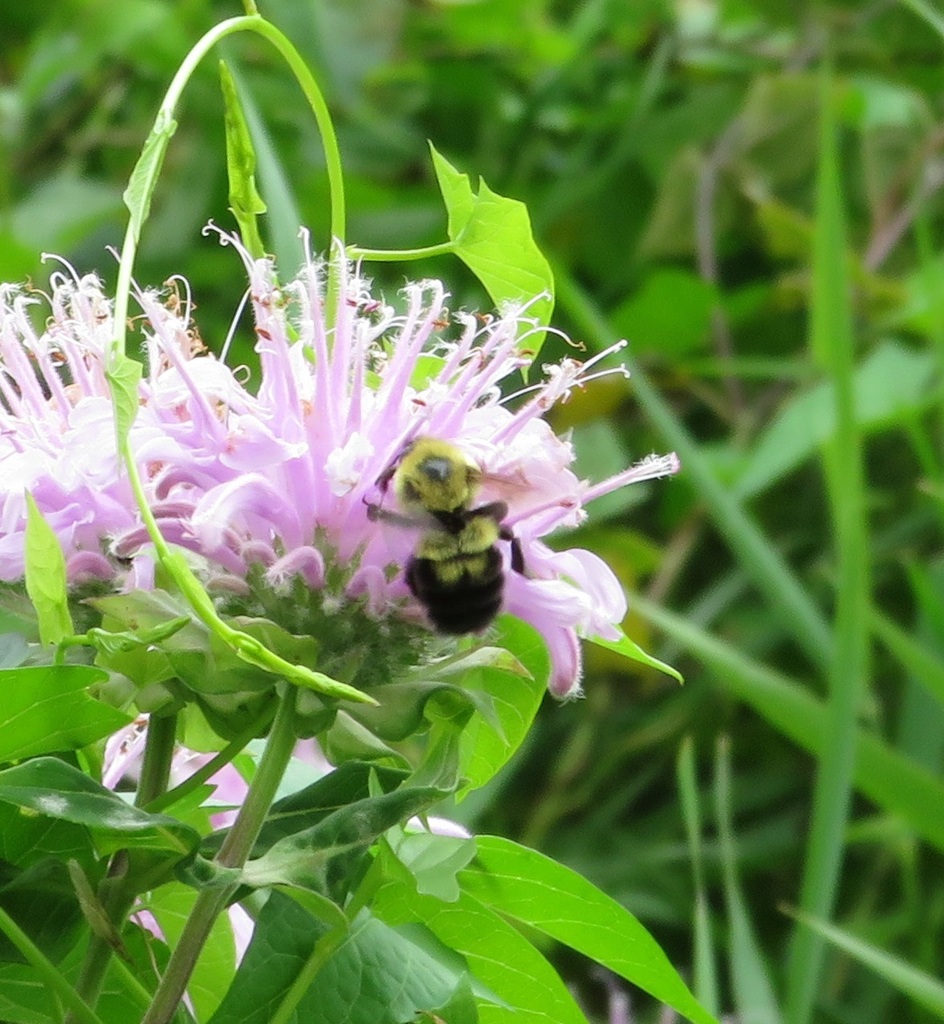 Two-spotted Bumble Bee from Ogle County, IL, USA on July 28, 2024 at 12 ...