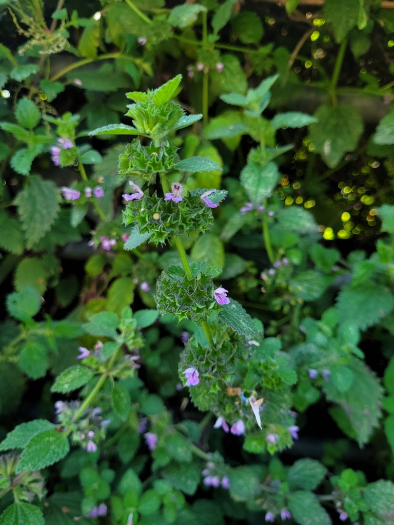 Black horehound from Saint Austell Bay, Saint Austell, UK on July 28 ...