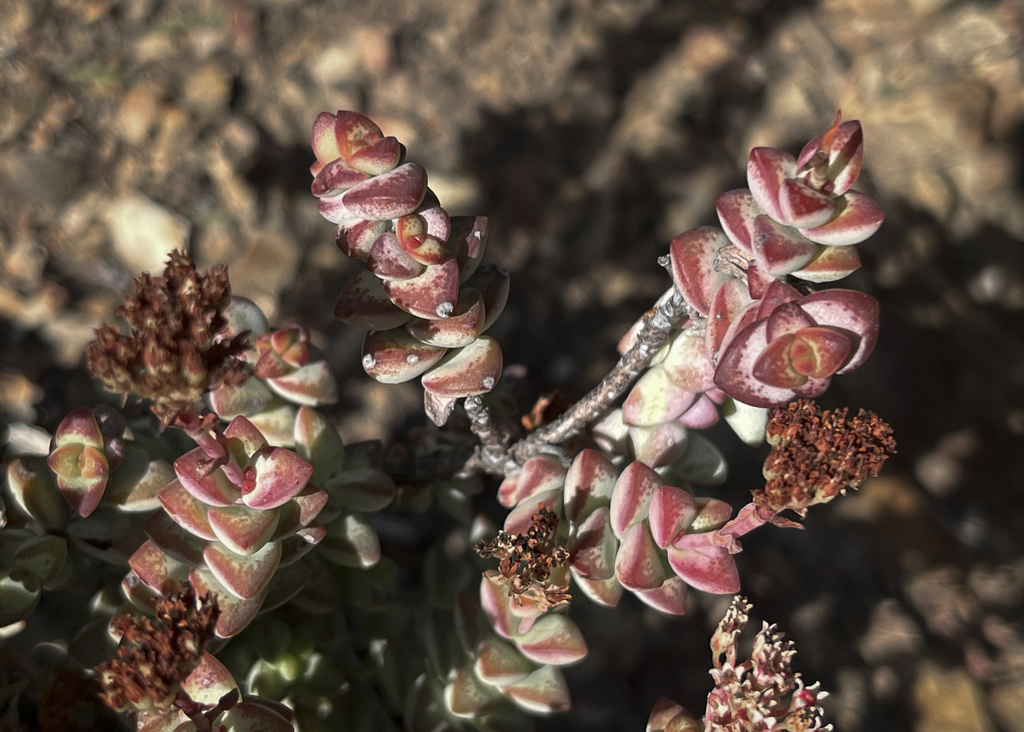 Kebab Bush from Leopard Trail, Baviaans, South Africa on July 10, 2024 ...
