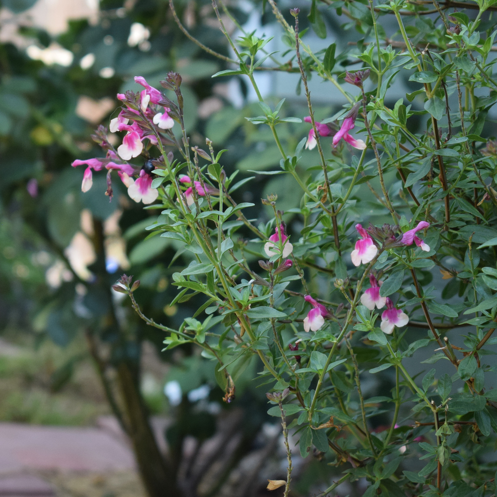 autumn sage in July 2024 by Anne Parsons. Cultivated Autumn Sage Salvia ...