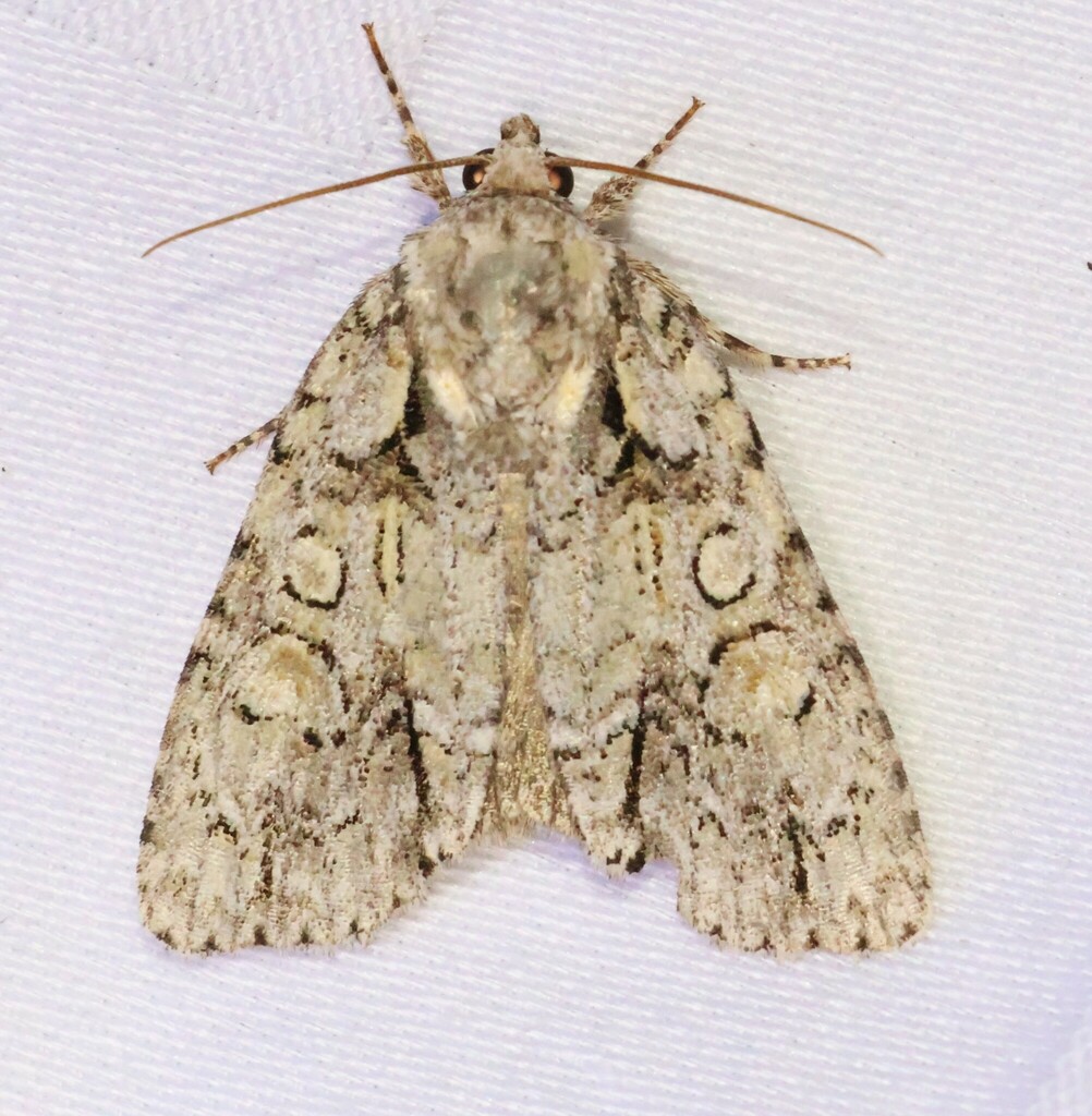 Epauleted Oak Dagger from Brown County, IN, USA on July 27, 2024 at 12: ...