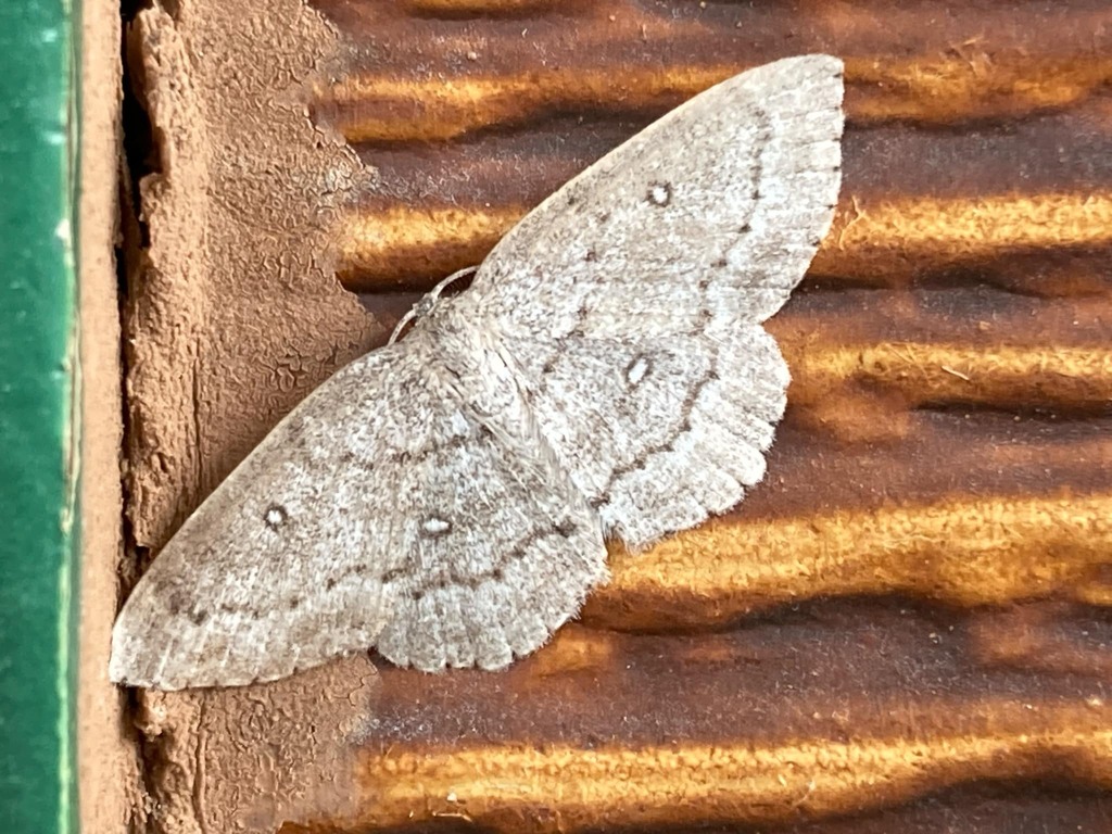 Sweetfern Geometer Moth from Glacier View, AK, USA on July 21, 2024 at ...