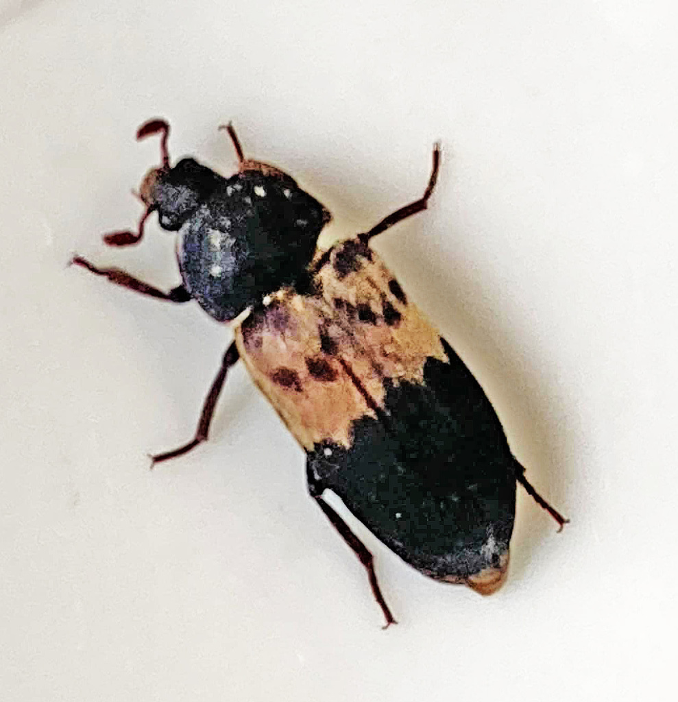 Larder Beetle from Glacier View, AK, USA on July 21, 2024 at 05:04 PM ...