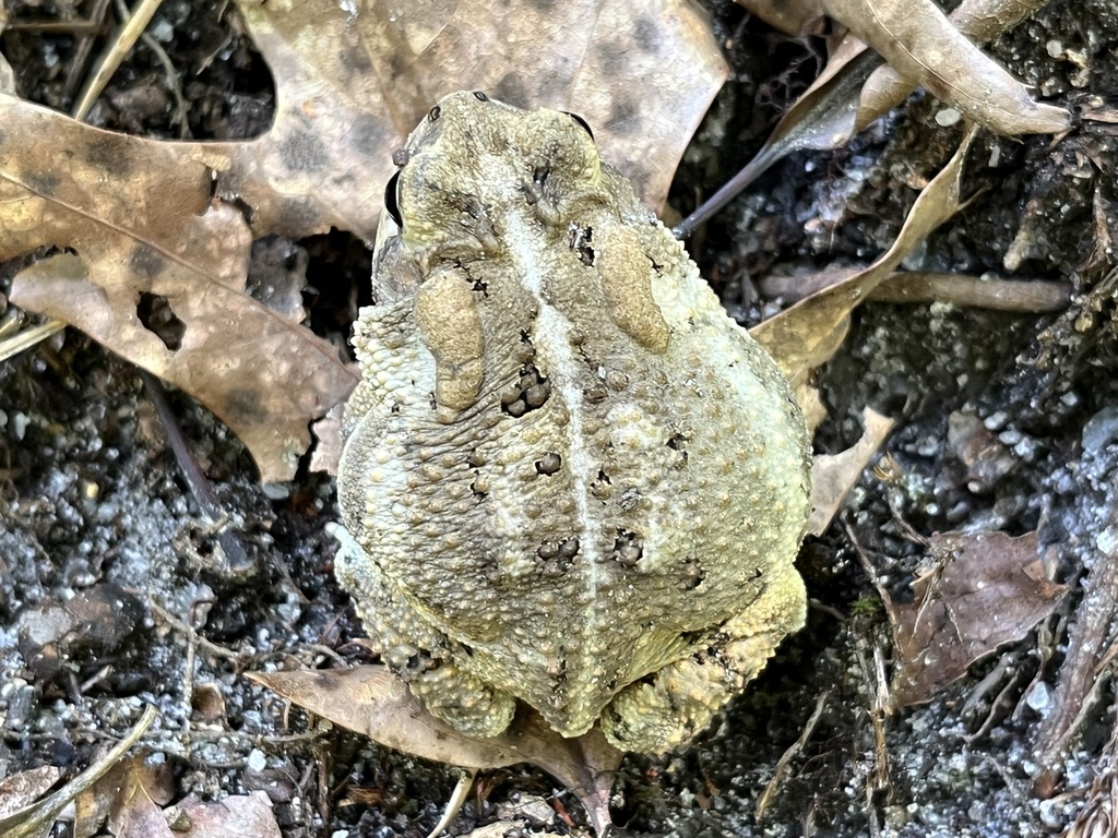 Southern Toad from Gum Swamp Trail, Southern Pines, NC, US on July 28 ...