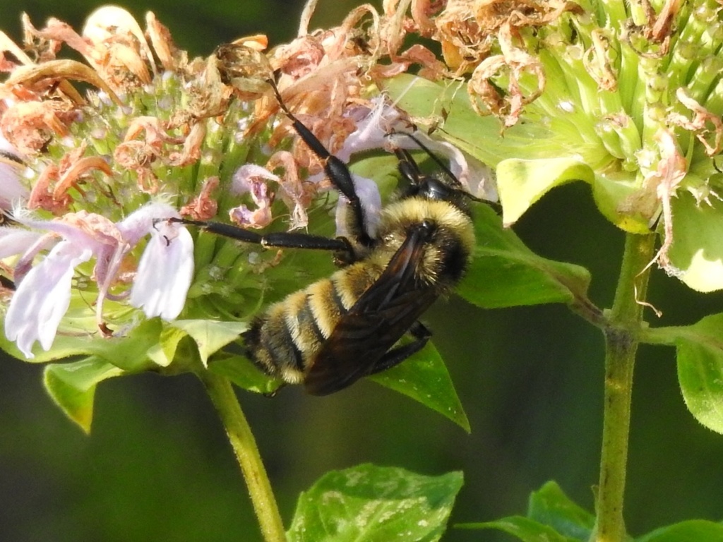 American Bumble Bee from FM-747, Rusk, TX, US on June 28, 2024 at 06:29 ...