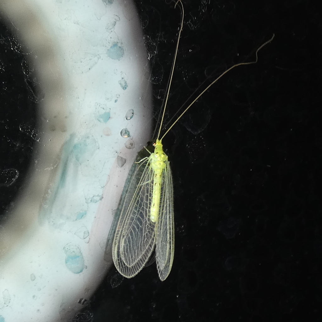 Leucochrysa callota from South Baton Rouge, Baton Rouge, LA, USA on ...