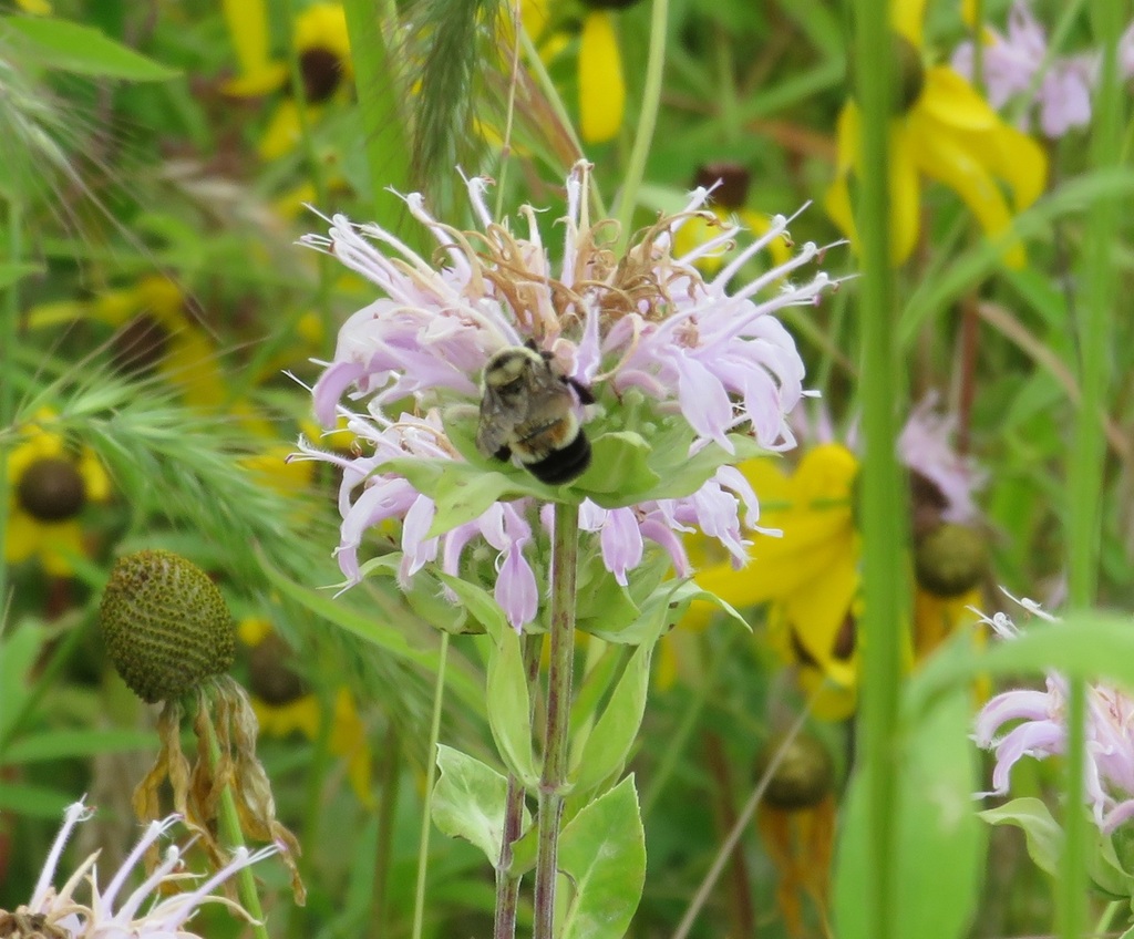 Rusty-patched Bumble Bee in July 2024 by wmct276 · iNaturalist