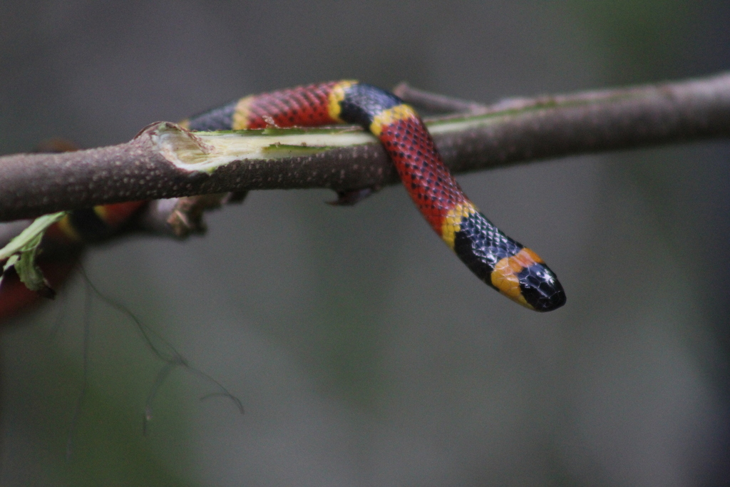 Micrurus diastema apiatus from Campeche, Camp., México on July 25, 2024 ...