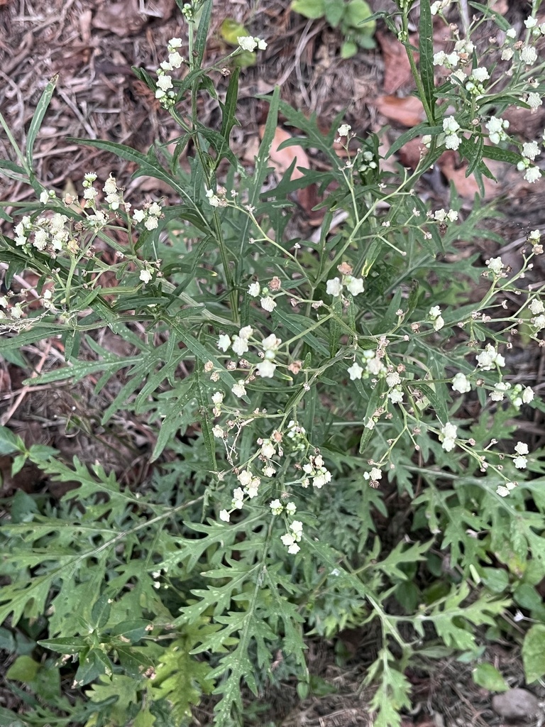 Santa Maria feverfew from Marble Rd, Ennis, TX, US on July 26, 2024 at ...