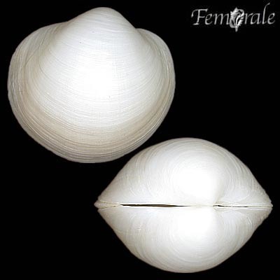 Toothless Lucine (Anodontia edentula) · iNaturalist