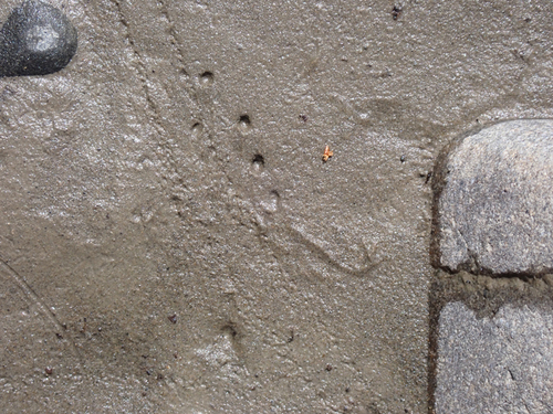 iNaturalist Tracking Database – NatureTracking