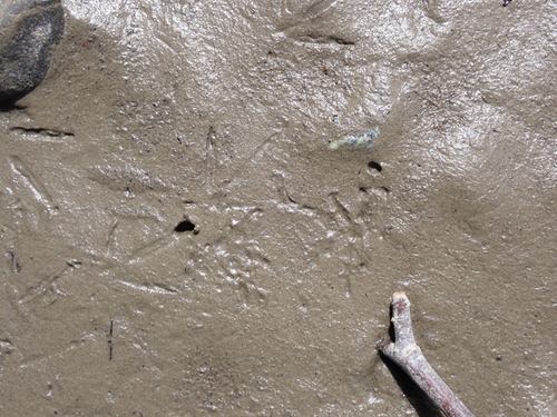 iNaturalist Tracking Database – NatureTracking