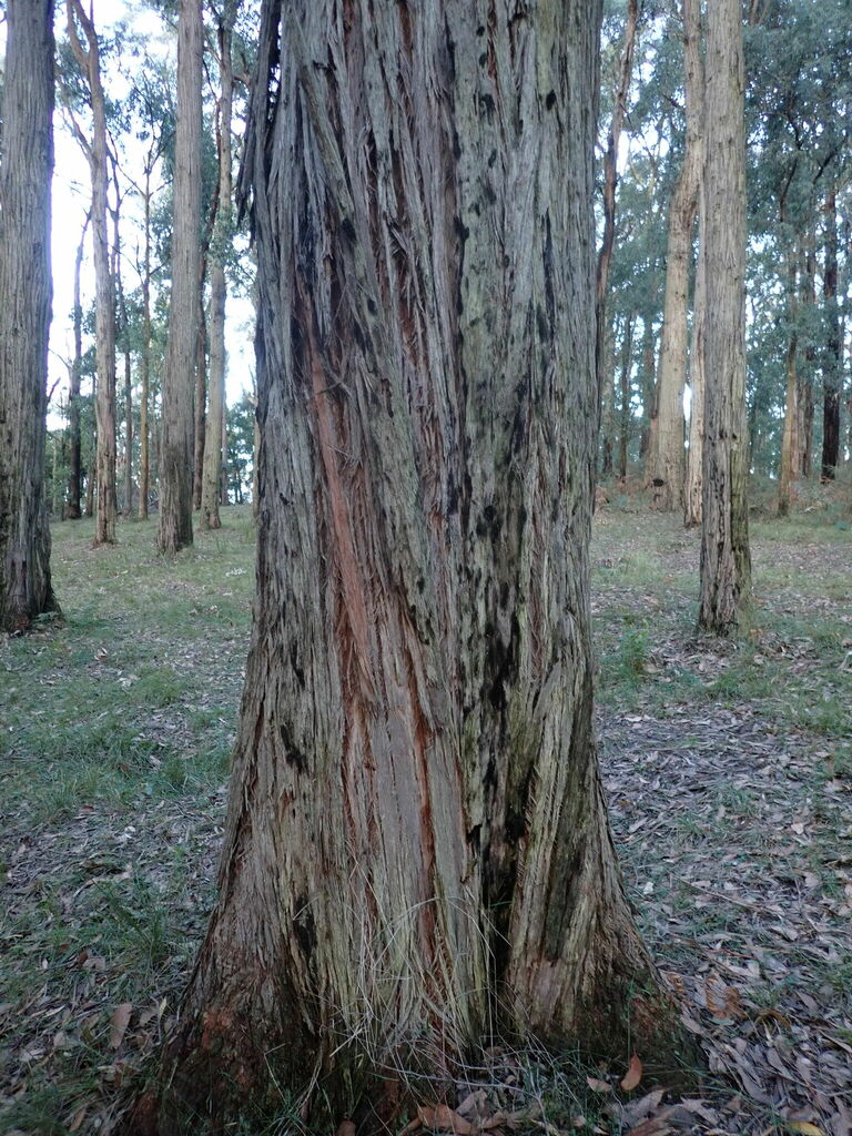 Brown Stringybark from Kalorama VIC 3766, Australia on July 28, 2024 at ...