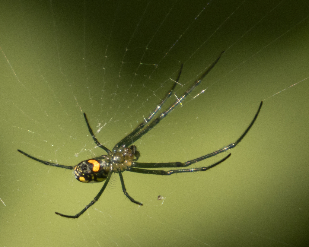 Orchard Spiders and Allies from 11402 Oak Tree Dr, Salado, TX 76571 ...