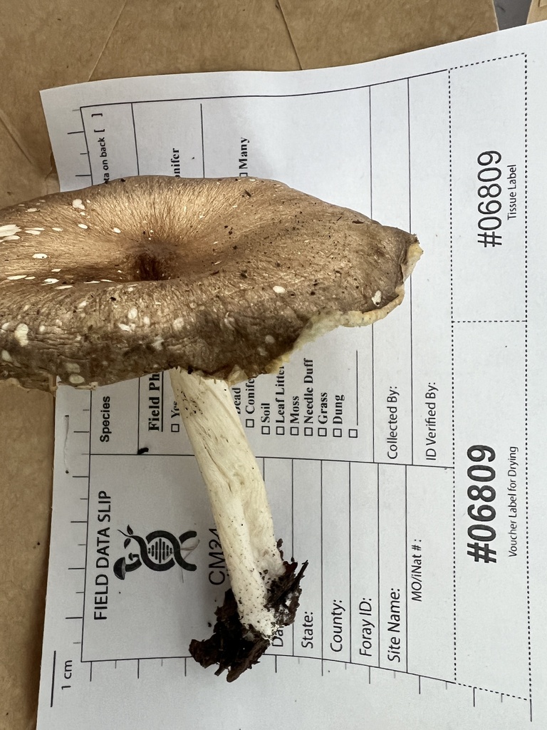 Eastern American Platterful Mushroom from Brown, Indiana, United States ...