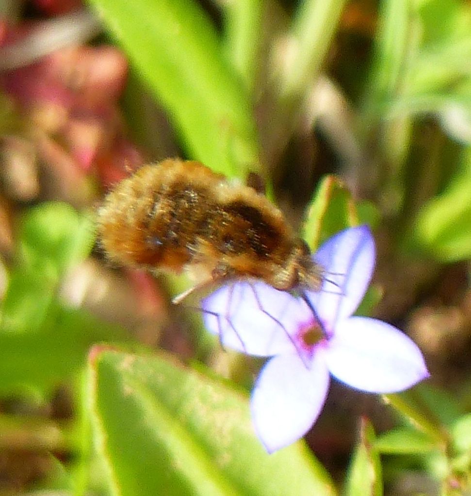 Bombyliini from Bloomer, AR 72941, USA on April 5, 2019 at 04:20 PM by ...