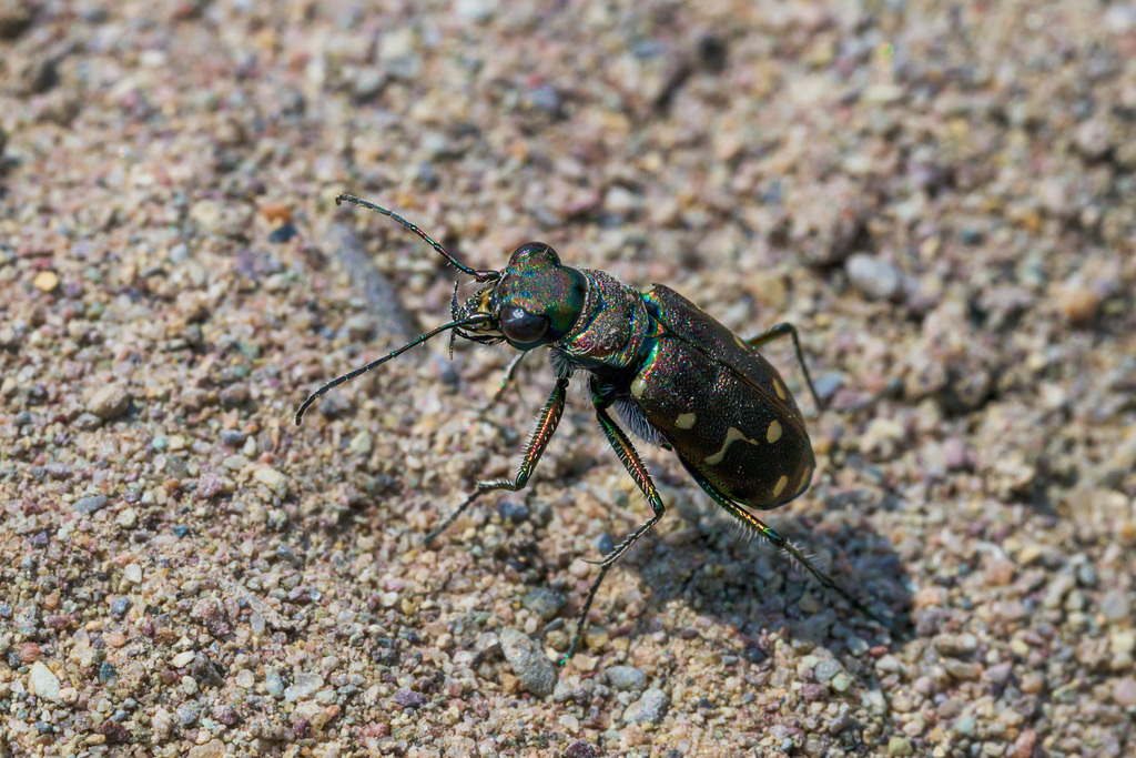 Beetles In Montana