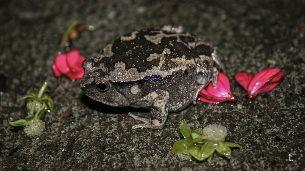 Slender-digit Chorus Frog from Talomo, Davao City, Davao del Sur ...