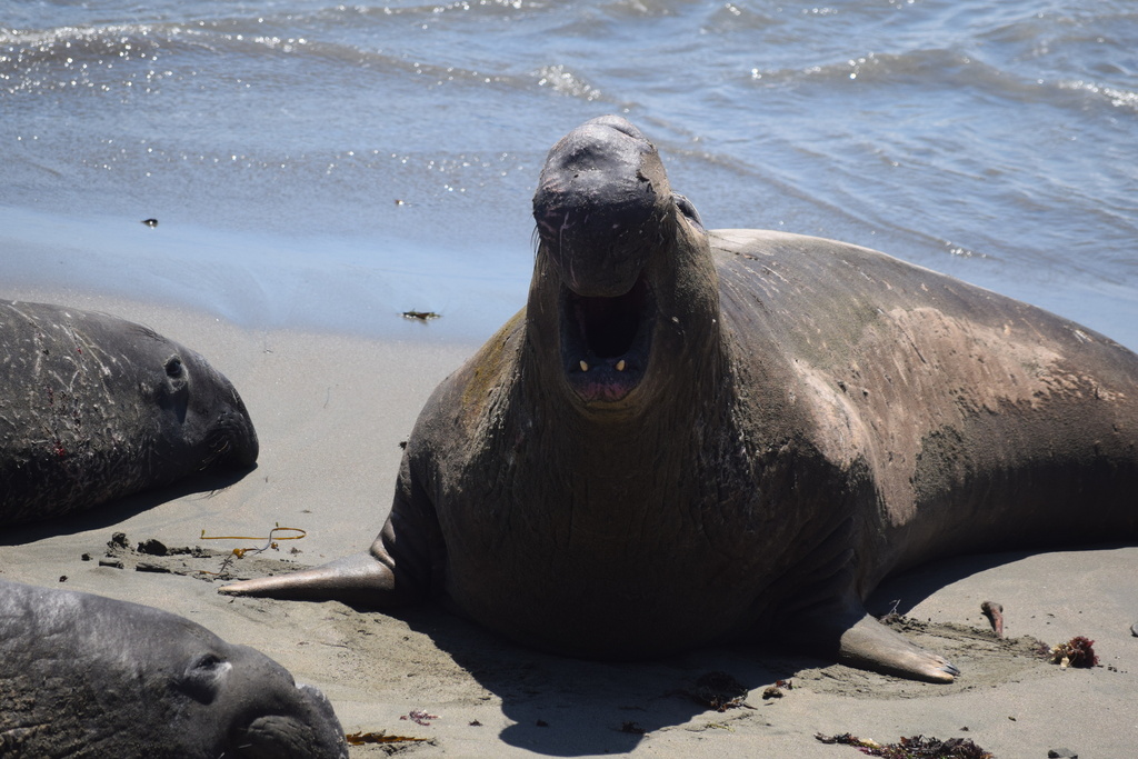 Northern Elephant Seal in July 2024 by Rayyan Ibrahim · iNaturalist