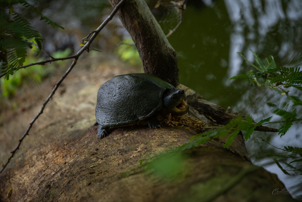 Razor-backed Musk Turtle in July 2024 by Caleb Melton · iNaturalist