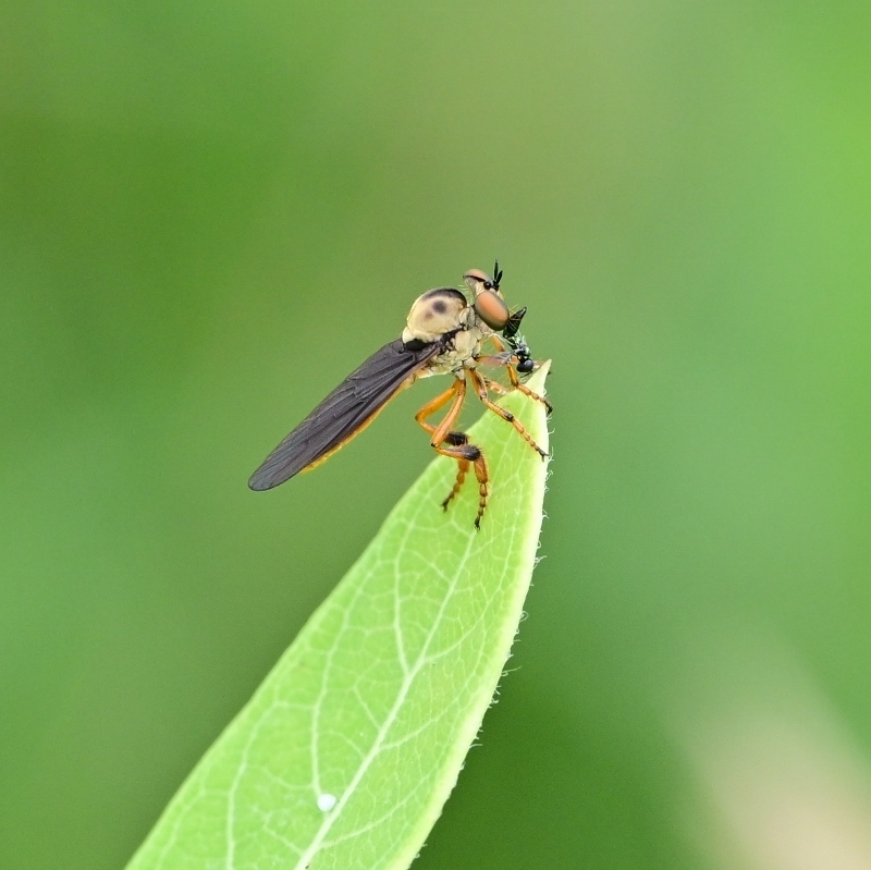 Gnat Ogres in June 2024 by roamingthewoods · iNaturalist
