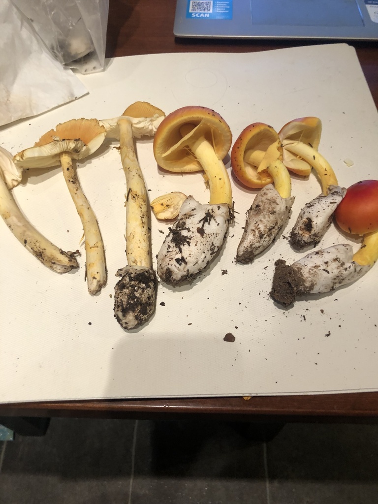 Jackson's slender Caesar from Hawn State Park, Sainte Genevieve, MO, US ...