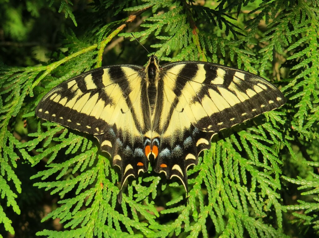 Eastern Tiger Swallowtail from West Flamborough, Hamilton, ON, Canada ...
