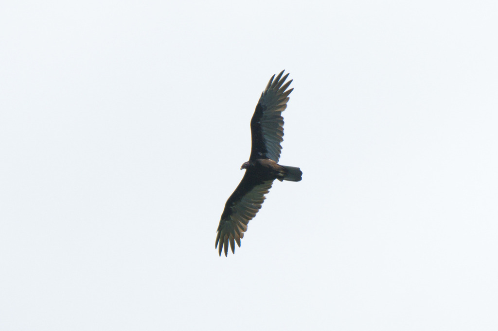 Turkey Vulture from Islote, Arecibo 00612, Puerto Rico on July 28, 2024 ...
