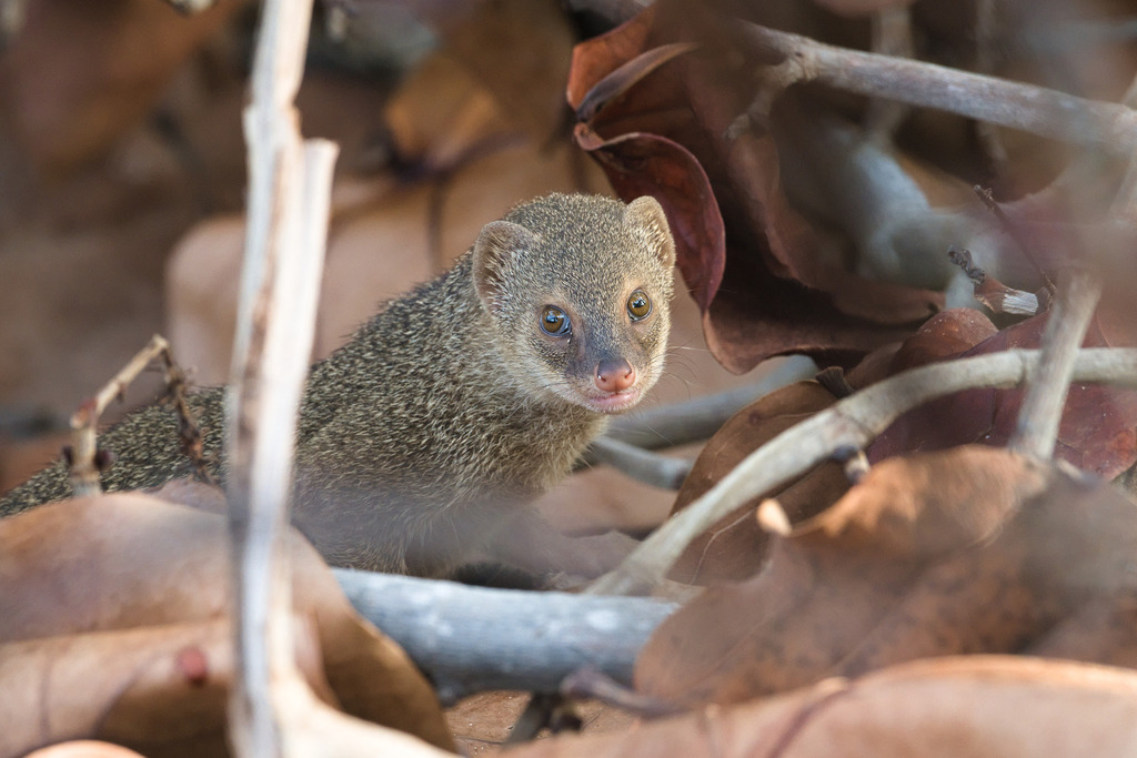 Small Indian Mongoose from Roosevelt Roads, Ceiba, Puerto Rico on July ...