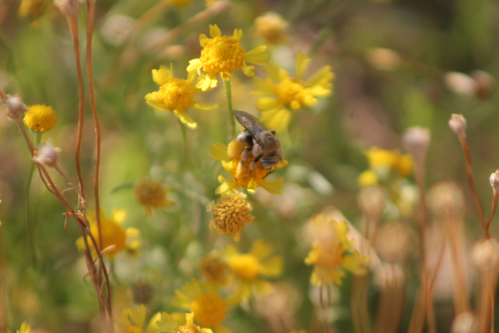 California Digger Bee in July 2024 by Jesús Manuel Martínez-Calderas ...