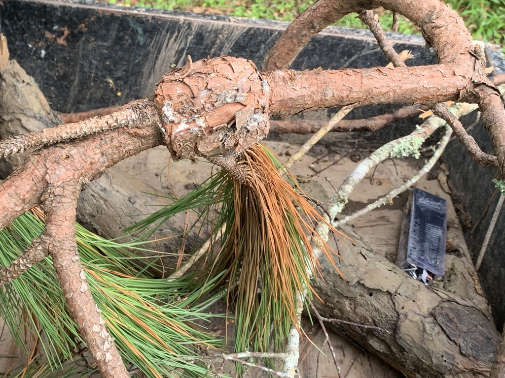 Pine-oak gall rust from State Highway 35, Alvin, TX, US on July 28 ...