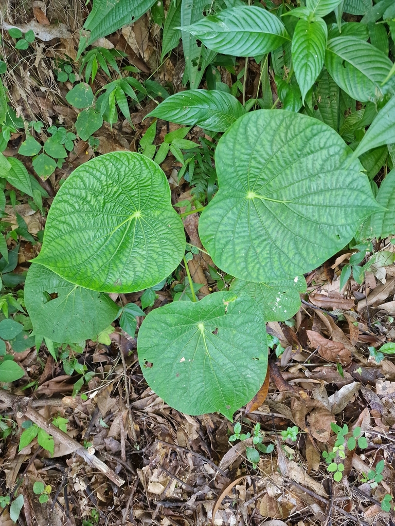 pariparoba from Jiménez, Río Grande 00745, Puerto Rico on July 27, 2024 ...