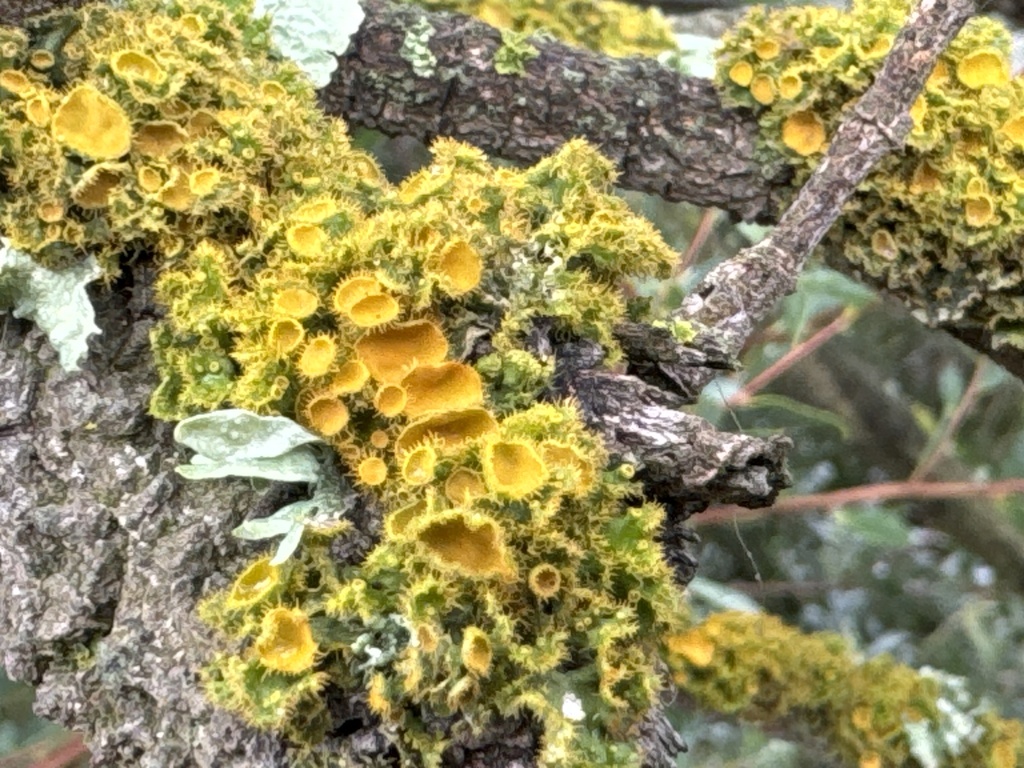 Golden-eye Lichen from Nepean Hwy, Seaford, VIC, AU on July 29, 2024 at ...