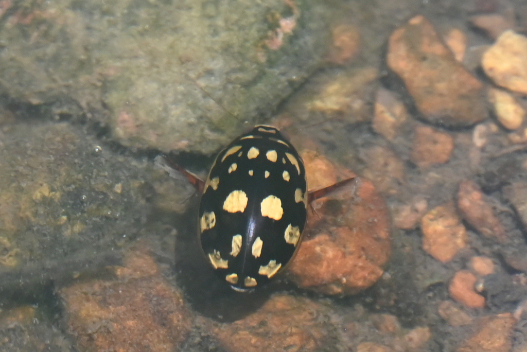 Sunburst Diving Beetle from Maricopa County, AZ, USA on July 21, 2024 ...
