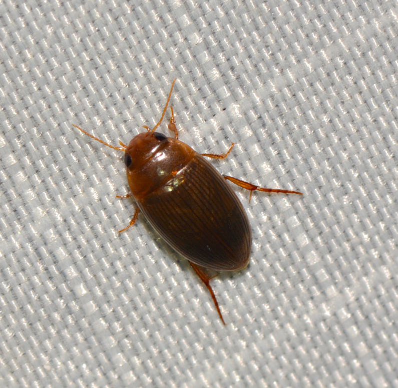 Copelatus glyphicus from Hamden, CT, USA - Lower Quarry on July 27 ...