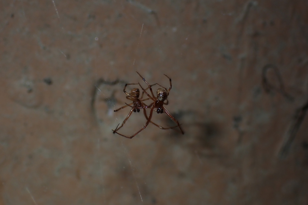 Colourful Comb-footed Spiders from Columbus, OH, US on July 28, 2024 at ...